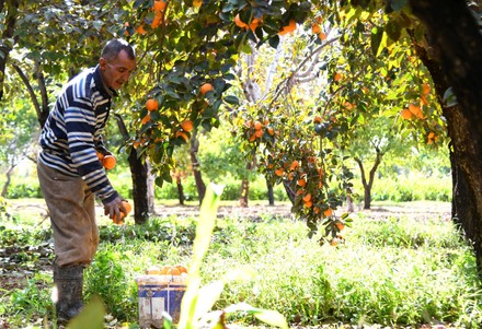 Syrian Farmer Harvests Kaki Fruits Capital Editorial Stock Photo ...