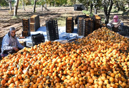 Farmers Harvest Kaki Fruits Damascus Capital Editorial Stock Photo ...