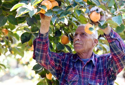 Syrian Farmer Harvests Kaki Fruits Capital Editorial Stock Photo ...