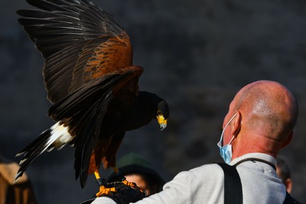 __COUNT__ Malta Zurrieq World Falconry Day Falconers - 22 Nov 2020 ...
