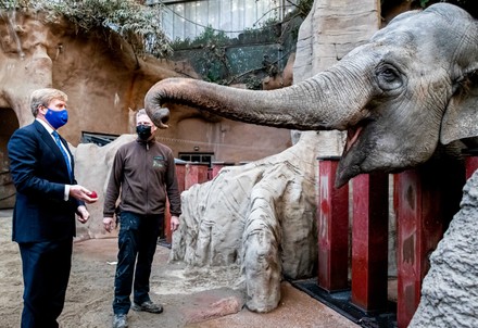 King Willemalexander During Visit Blijdorp Zoo Editorial Stock Photo ...