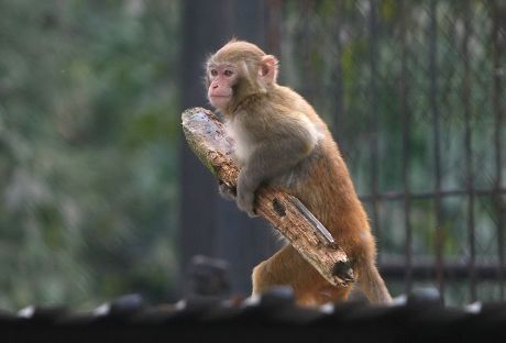 Monkeys Running Riot Zoo After Escaping Editorial Stock Photo - Stock ...