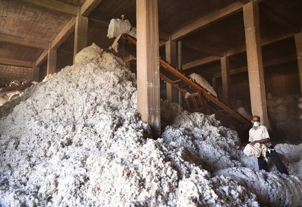 Workers Process Cotton Governmentrun Gin Hama Editorial Stock Photo ...