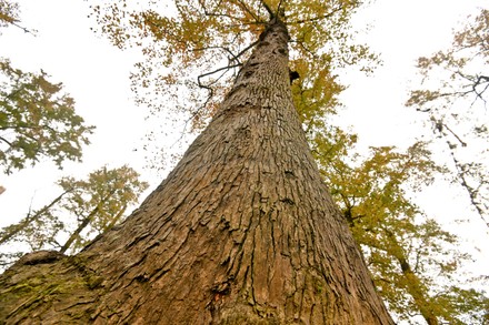 10 Large height trees Stock Pictures, Editorial Images and Stock Photos ...