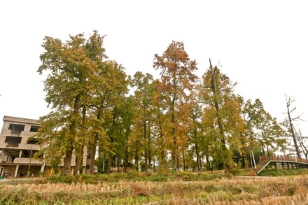 10 Large height trees Stock Pictures, Editorial Images and Stock Photos ...