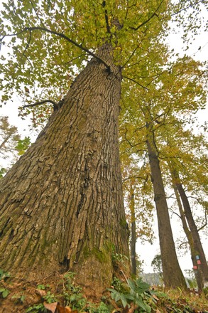 10 Large height trees Stock Pictures, Editorial Images and Stock Photos ...