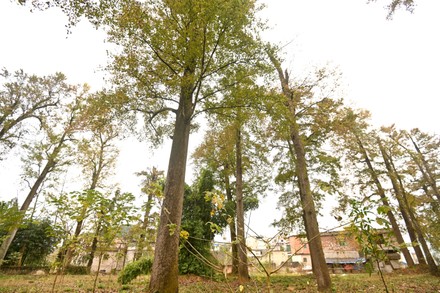 10 Large height trees Stock Pictures, Editorial Images and Stock Photos ...
