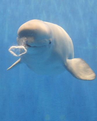 Beluga Whale Blowing Heartshaped Bubble Underwater Editorial Stock ...