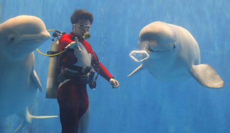 Beluga Whale Blowing Heartshaped Bubble Underwater Editorial Stock ...