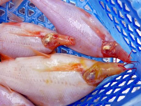 Example Alienlooking Fish Caught 1000m Below Editorial Stock Photo ...