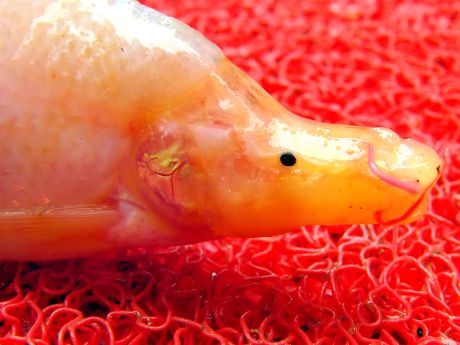 Examples Alienlooking Fish Caught 1000m Below Editorial Stock Photo ...