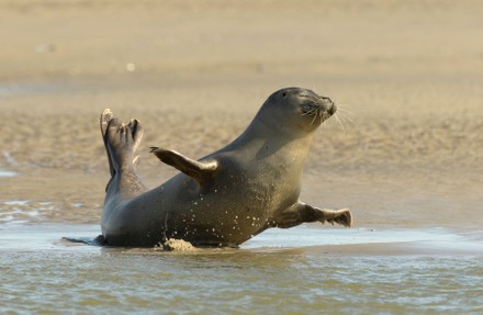 Group Seals Appear Limber On Beach Editorial Stock Photo - Stock Image ...