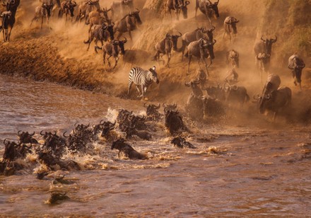 Lone Zebra Joins Herd Wildebeest Crossing Editorial Stock Photo - Stock ...