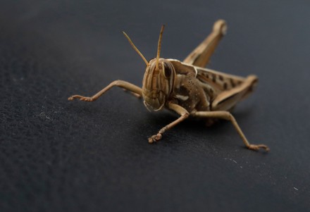 Locusts in Yemen, Sanaa - 06 Dec 2020 Stock Pictures, Editorial Images ...