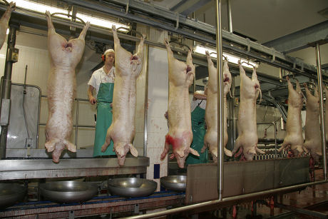 Pigs Being Processed Through Slaughterhouse Editorial Stock Photo ...