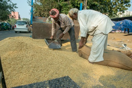 250 Grain bag Stock Pictures, Editorial Images and Stock Photos ...