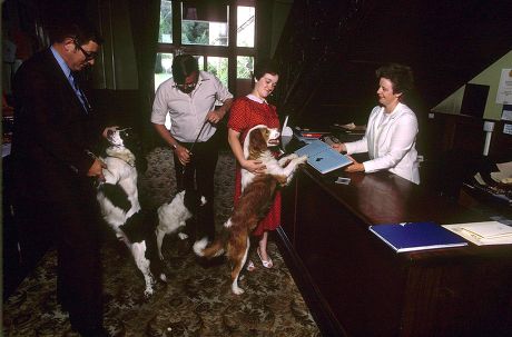 Dogs Reception Desk Editorial Stock Photo - Stock Image | Shutterstock
