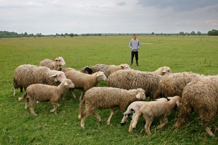 Shepherd Watching Over Flock Sheep Grazing Editorial Stock Photo ...