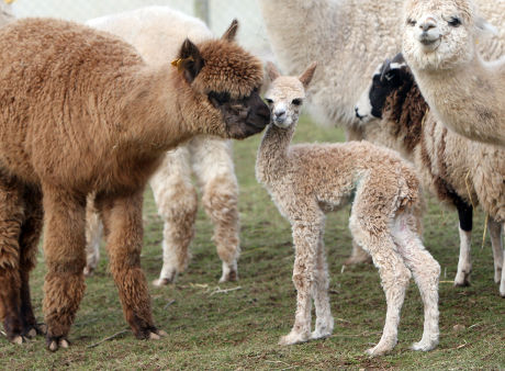 84 Baby alpaca Stock Pictures, Editorial Images and Stock Photos ...