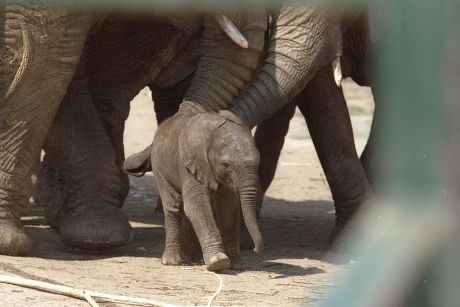 Jumar Makes History All Pictures Show Editorial Stock Photo - Stock ...