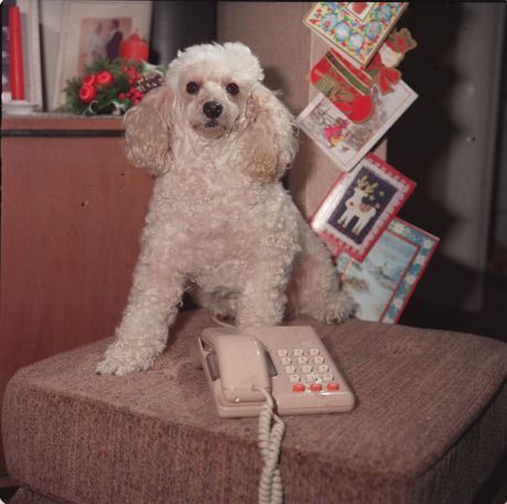 Snowy Poodle Police Custody Feted Celebrety Editorial Stock Photo ...