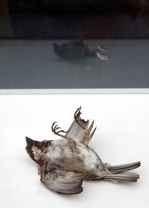 Sparrow Art Tate Modern Sparrow Twitching Editorial Stock Photo - Stock ...