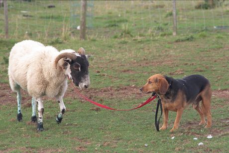Looking Sheepish Mary Had Little Dog Editorial Stock Photo - Stock ...