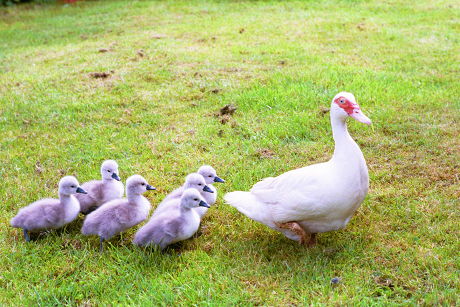 Victoria Broody Muscovy Duck Her New Editorial Stock Photo - Stock ...
