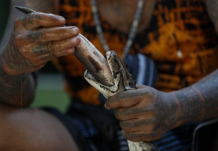 imágenes de Buddhist monk turns monastery into snake sanctuary to fight ...