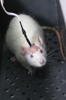 Rat Seen During Scientific Experiment Editorial Stock Photo - Stock ...