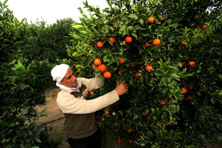 Palestinian Farmer Harvests Clementine Farm Beit Editorial Stock Photo ...