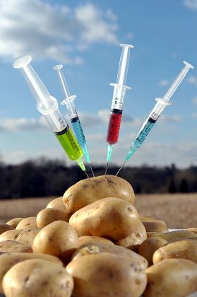 Genetically Modified Potatoes Editorial Stock Photo - Stock Image ...
