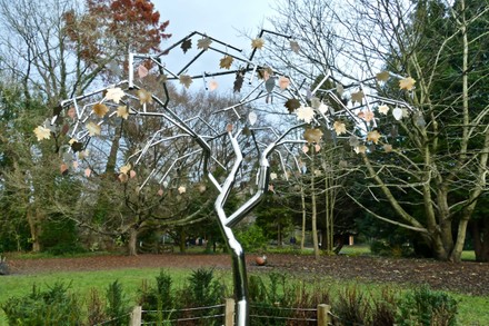 Sands Memorial Tree, Ray Mill Island, Berkshire, UK - 15 Dec 2020 Stock ...
