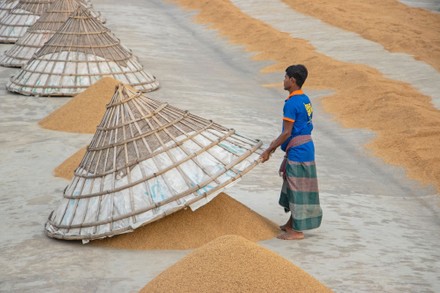 Rice Mill Workers Busy Collecting Paddy Editorial Stock Photo - Stock ...