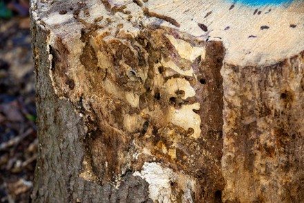Sad Sight Tree Stumps All That Editorial Stock Photo - Stock Image ...