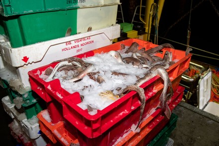 Illustration Picture Shows Open Outcry Fish Editorial Stock Photo ...