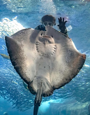 Giant Ray Appears Jubilant Smiles Widely Editorial Stock Photo - Stock ...