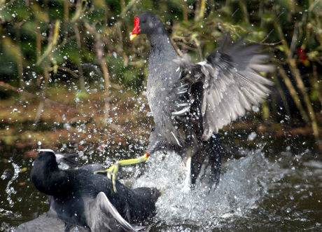 Moorhen Puts Down Coot Redakční stock fotografie – stock snímek ...