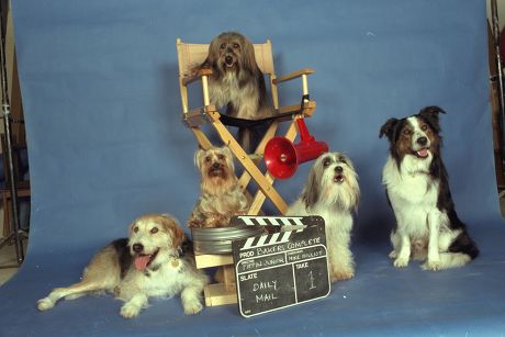 Pippin Junior Famous Television Commercial Dog Editorial Stock Photo ...