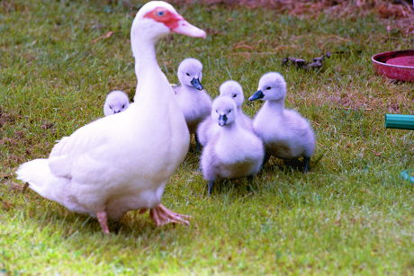 Victoria Broody Muscovy Duck Her New Editorial Stock Photo - Stock ...
