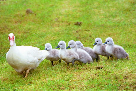 59 Broody Stock Pictures, Editorial Images and Stock Photos | Shutterstock