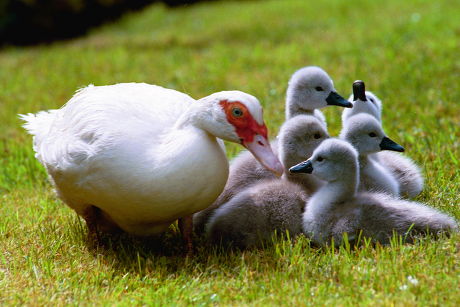 59 Broody Stock Pictures, Editorial Images and Stock Photos | Shutterstock
