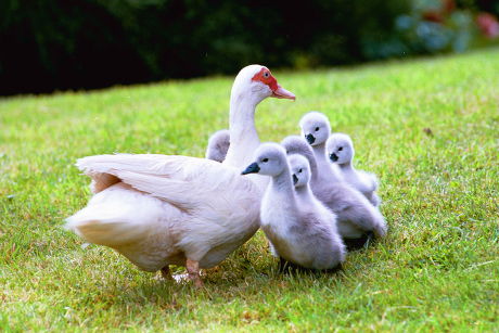 59 Broody Stock Pictures, Editorial Images and Stock Photos | Shutterstock