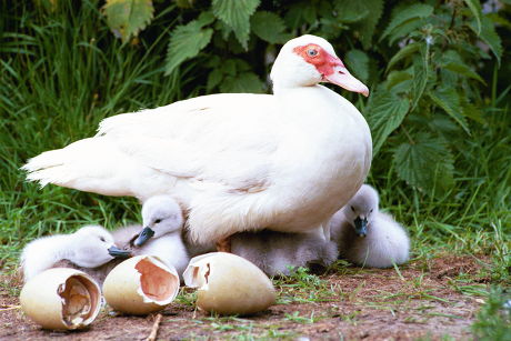 59 Broody Stock Pictures, Editorial Images and Stock Photos | Shutterstock