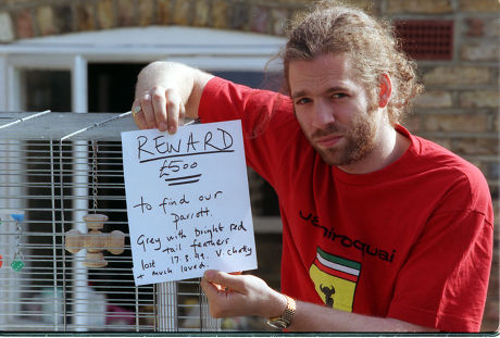 49 African grey parrots Stock Pictures, Editorial Images and Stock ...