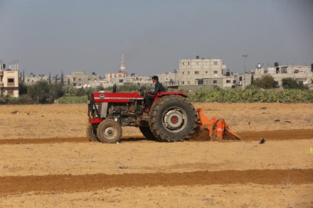 Palestinian Farmer Rides His Tractor During Editorial Stock Photo ...