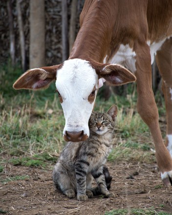 Moo Cow Cat