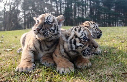 1,000 Baby tiger Stock Pictures, Editorial Images and Stock Photos ...