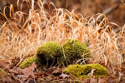 Moss on trees in Pristina, Serbia - 24 Dec 2020 Stock Pictures ...