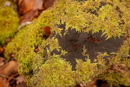 Moss on trees in Pristina, Serbia - 24 Dec 2020 Stock Pictures ...